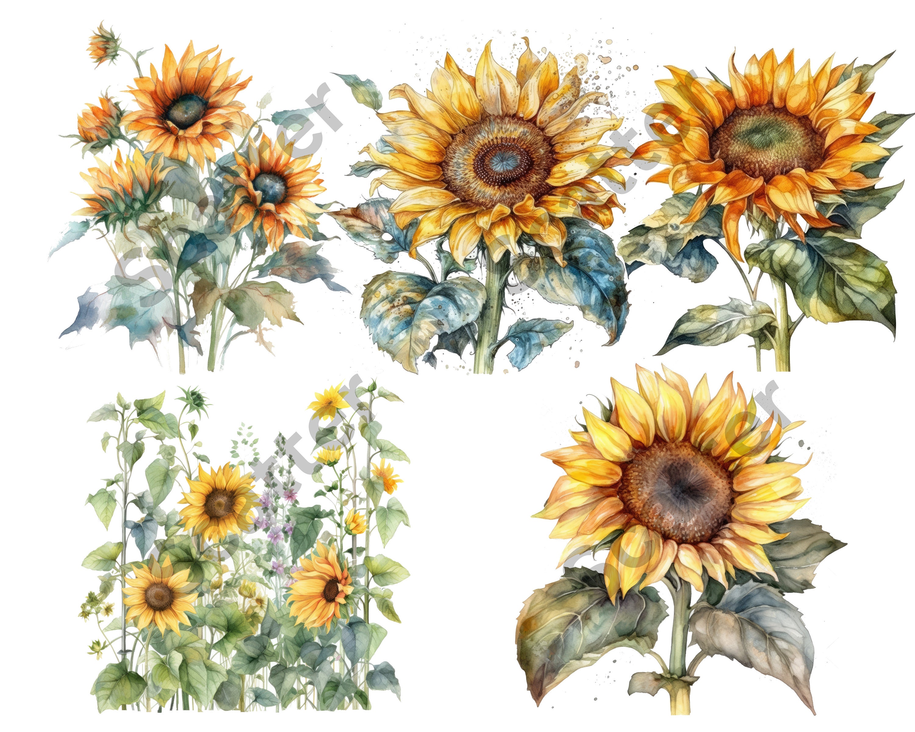 Watercolor Sunflowers Clipart, PNG, Floral Bouquets, Wreath, SVG Free ...