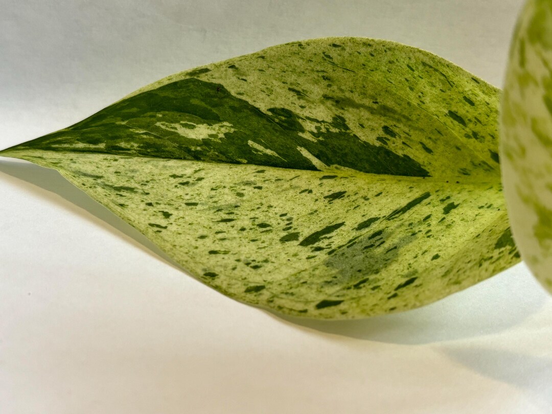 2 Leaf Marble Queen Pothos, Leaf and Node - Etsy