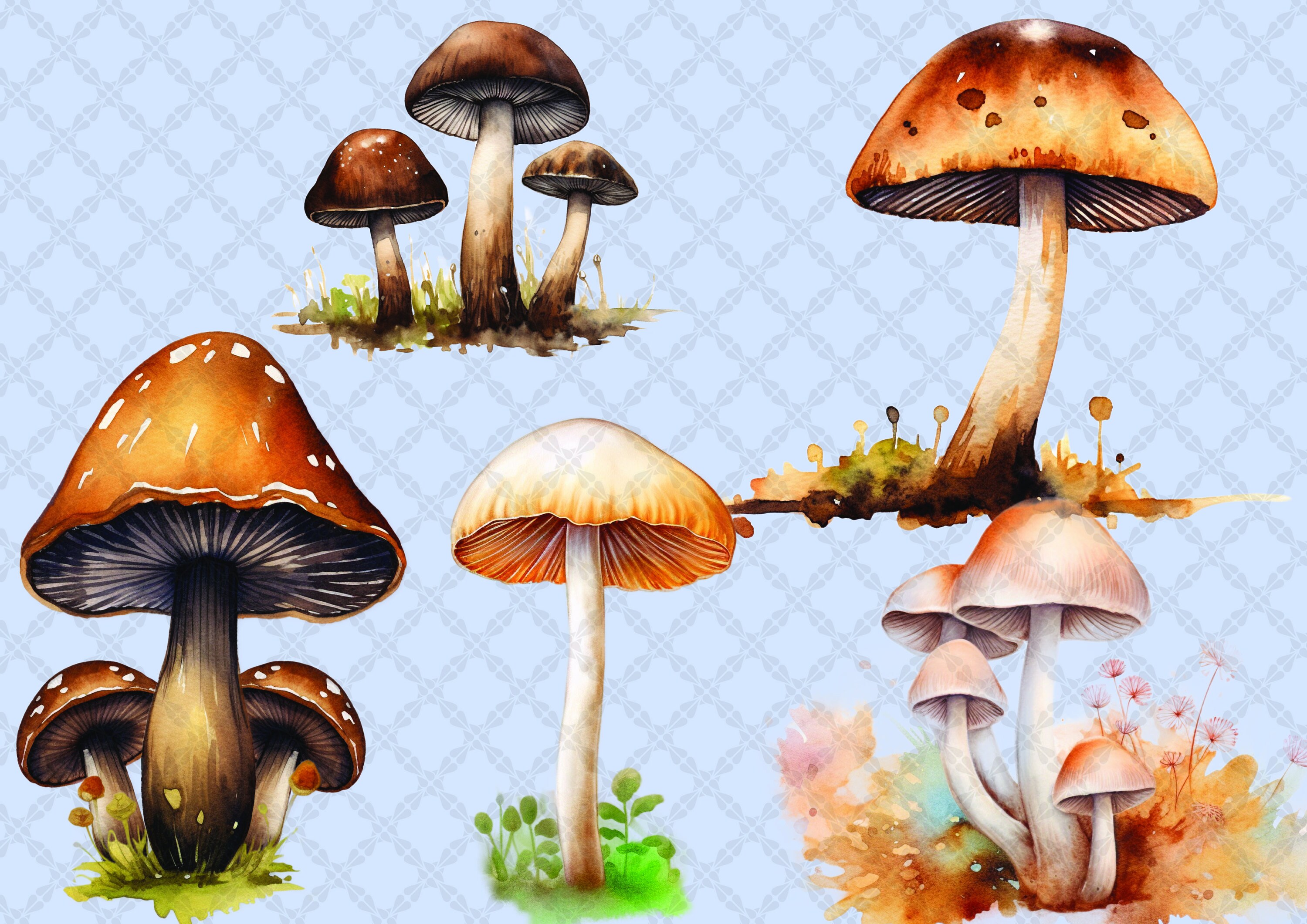 Watercolor Mushrooms Clipart PNG Magical Mushroom Forest Mushrooms ...