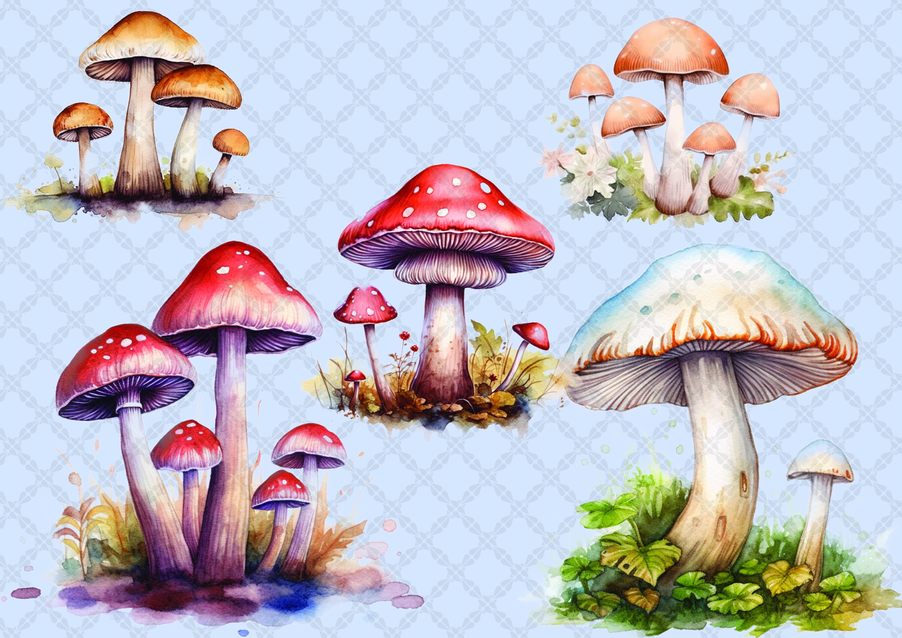 Watercolor Mushrooms Clipart PNG Magical Mushroom Forest - Etsy