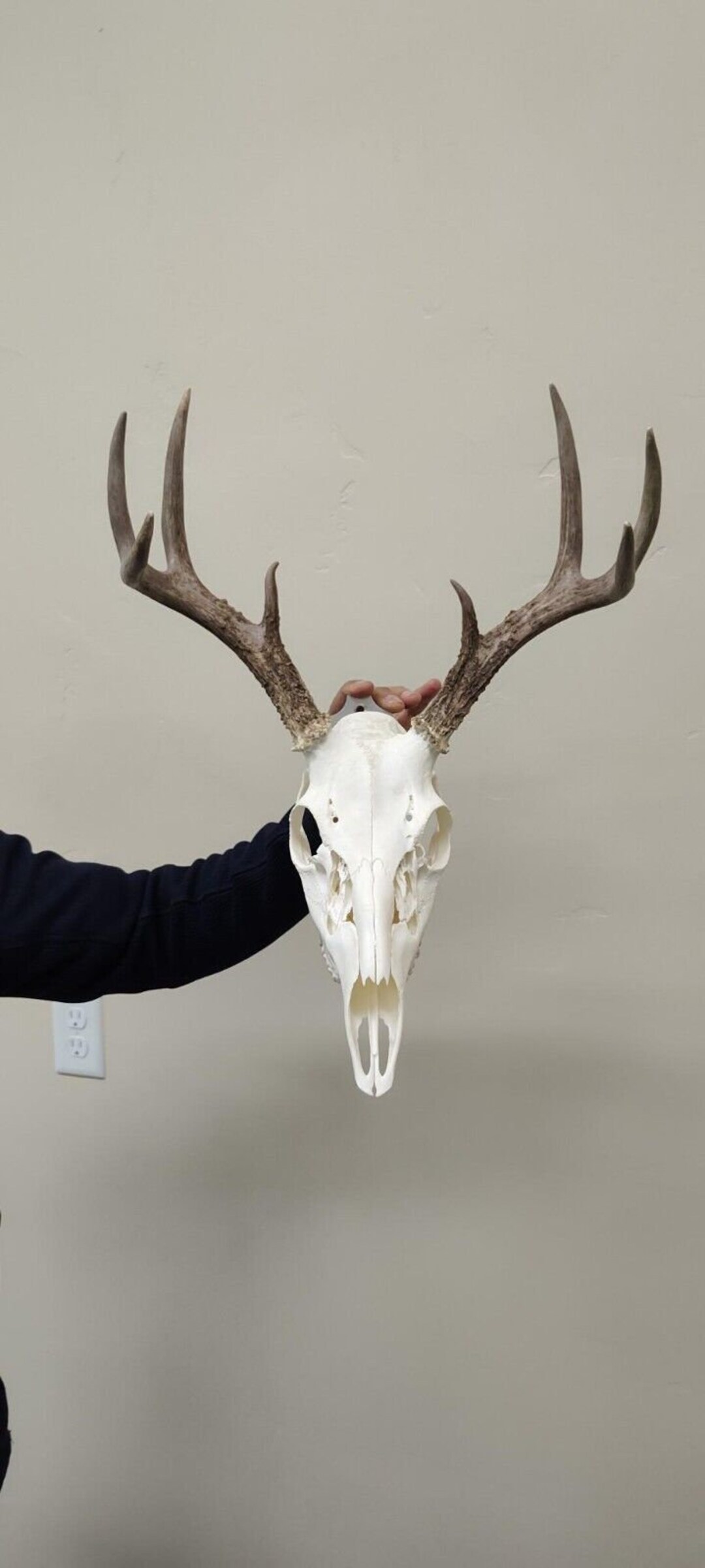 European Skull Mount Hanger Skull Hook - Etsy