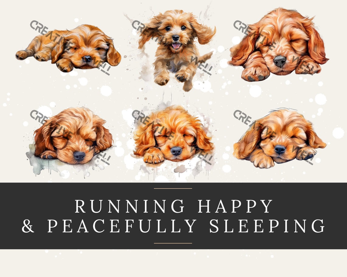 24 PNG Cute Cavoodle Clip Art Collection High-resolution Vibrant ...