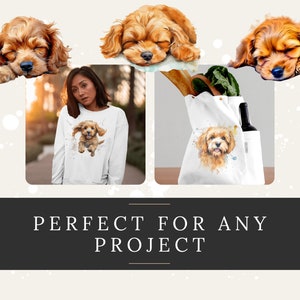 24 PNG Cute Cavoodle Clip Art Collection | High-resolution | Vibrant ...