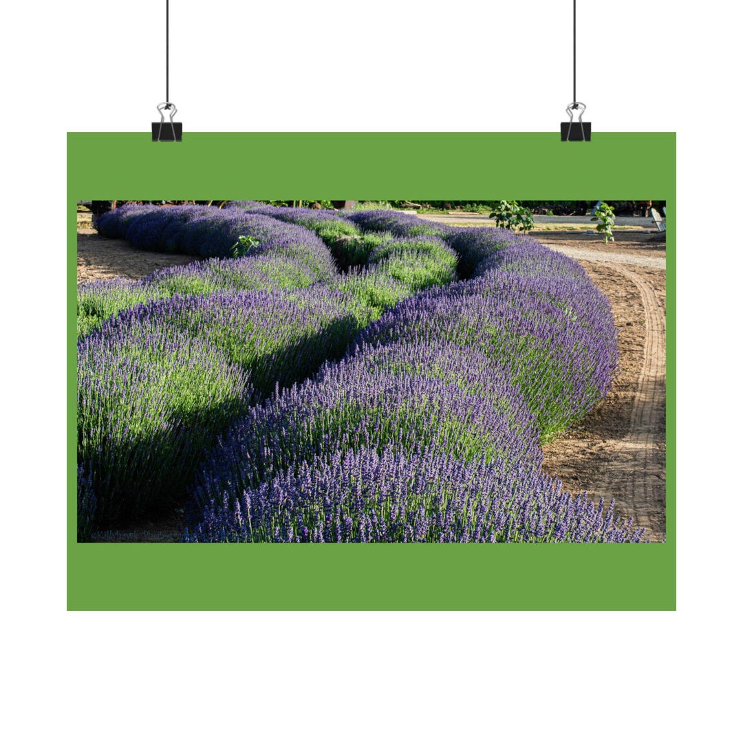 Lavender Fields: Curves Premium Matte Horizontal Posters, Wall Art ...