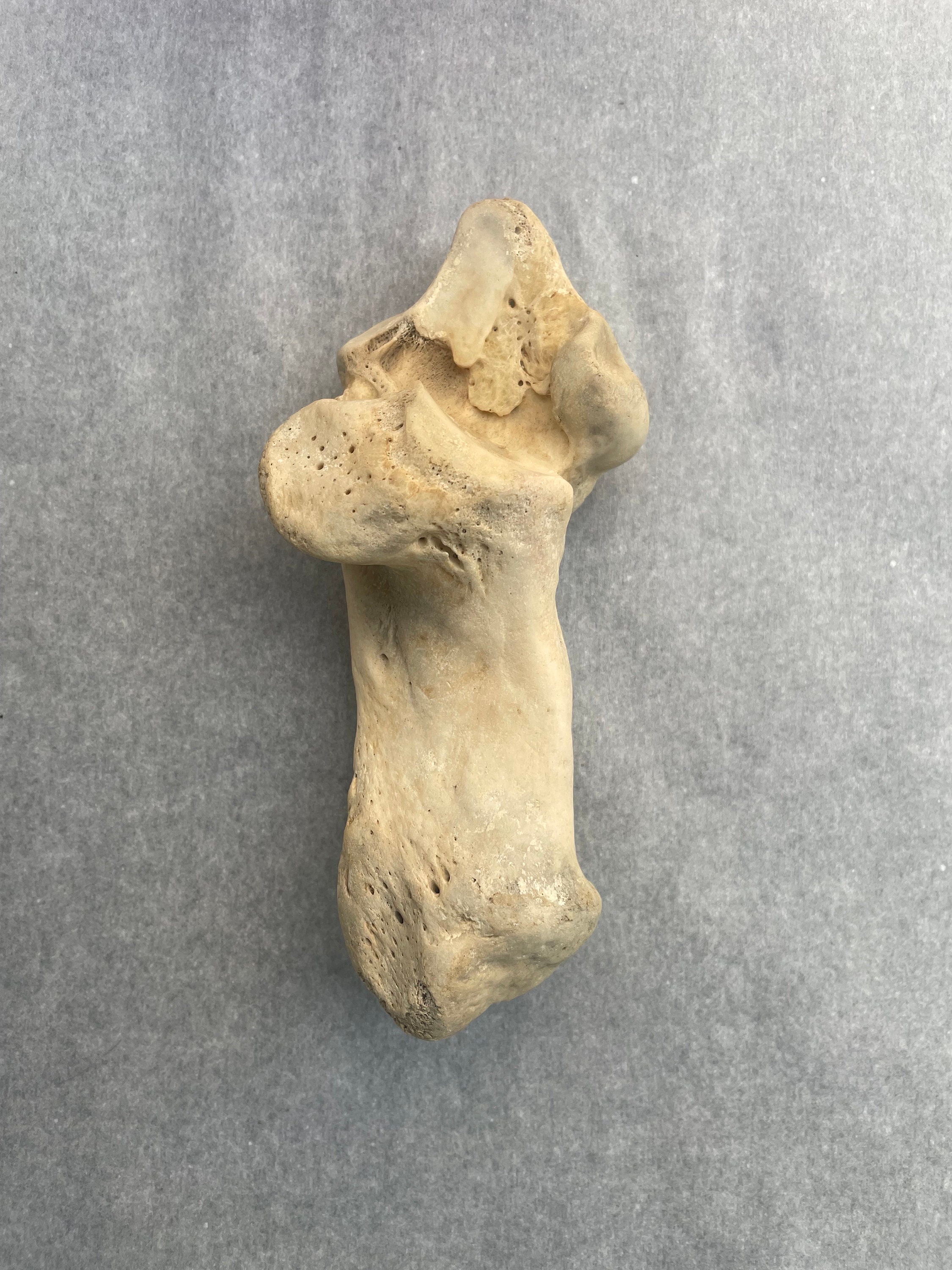 Real Authentic Bone Simmered Maceration Cleaned - Etsy