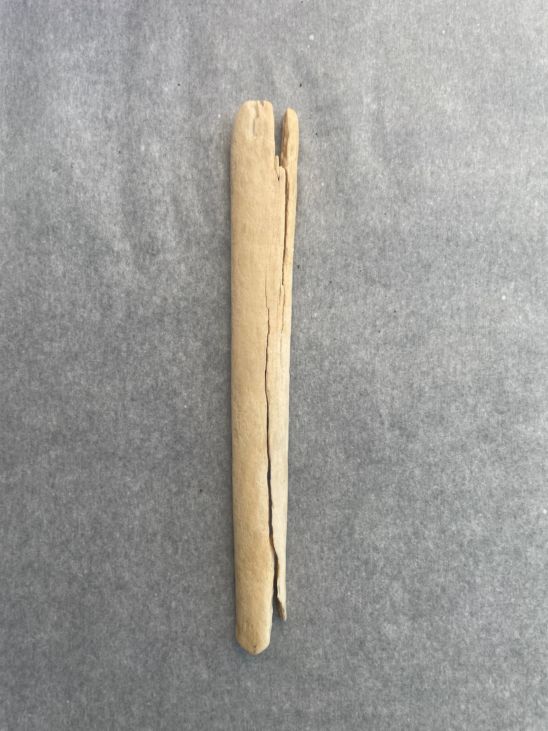 Real Authentic Bone Simmered Maceration Cleaned - Etsy