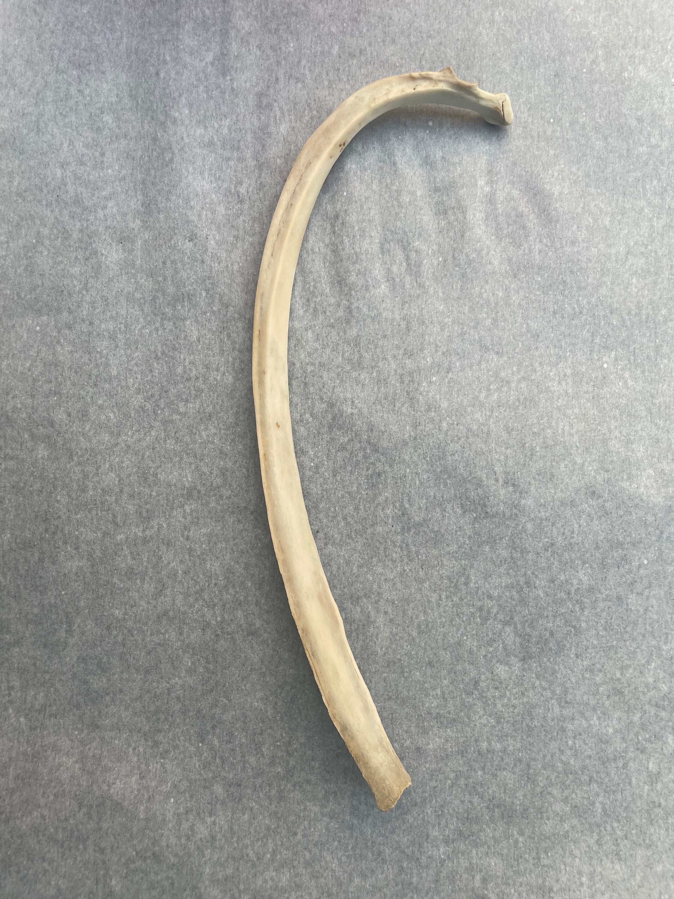 Real Authentic Bone Simmered Maceration Cleaned - Etsy