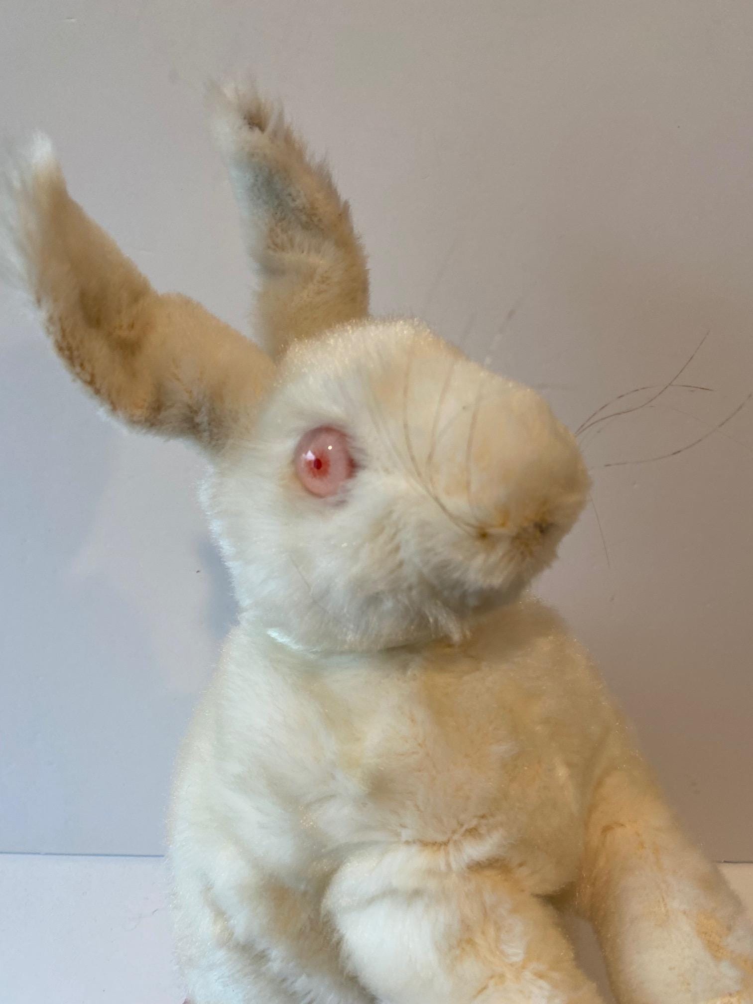 Charleen Kinser Erasmus Long Albino Fluffy Rabbit With Piercing Red ...