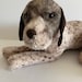 Steiff AKC Dog Plush German Shorthaired Pointer FAO Schwarz Realistic ...