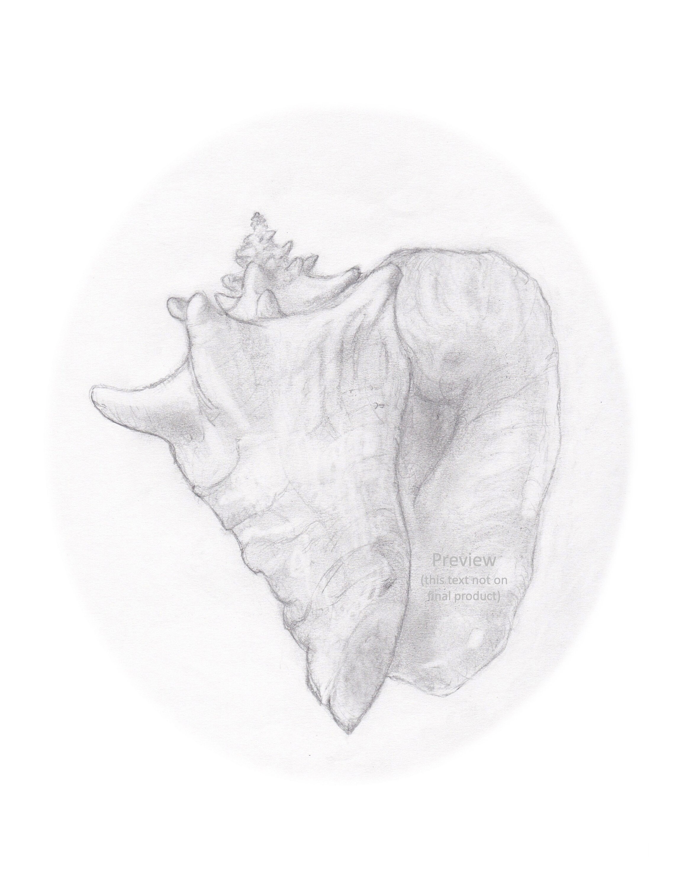 Conch Shell Lord Of The Flies Drawing