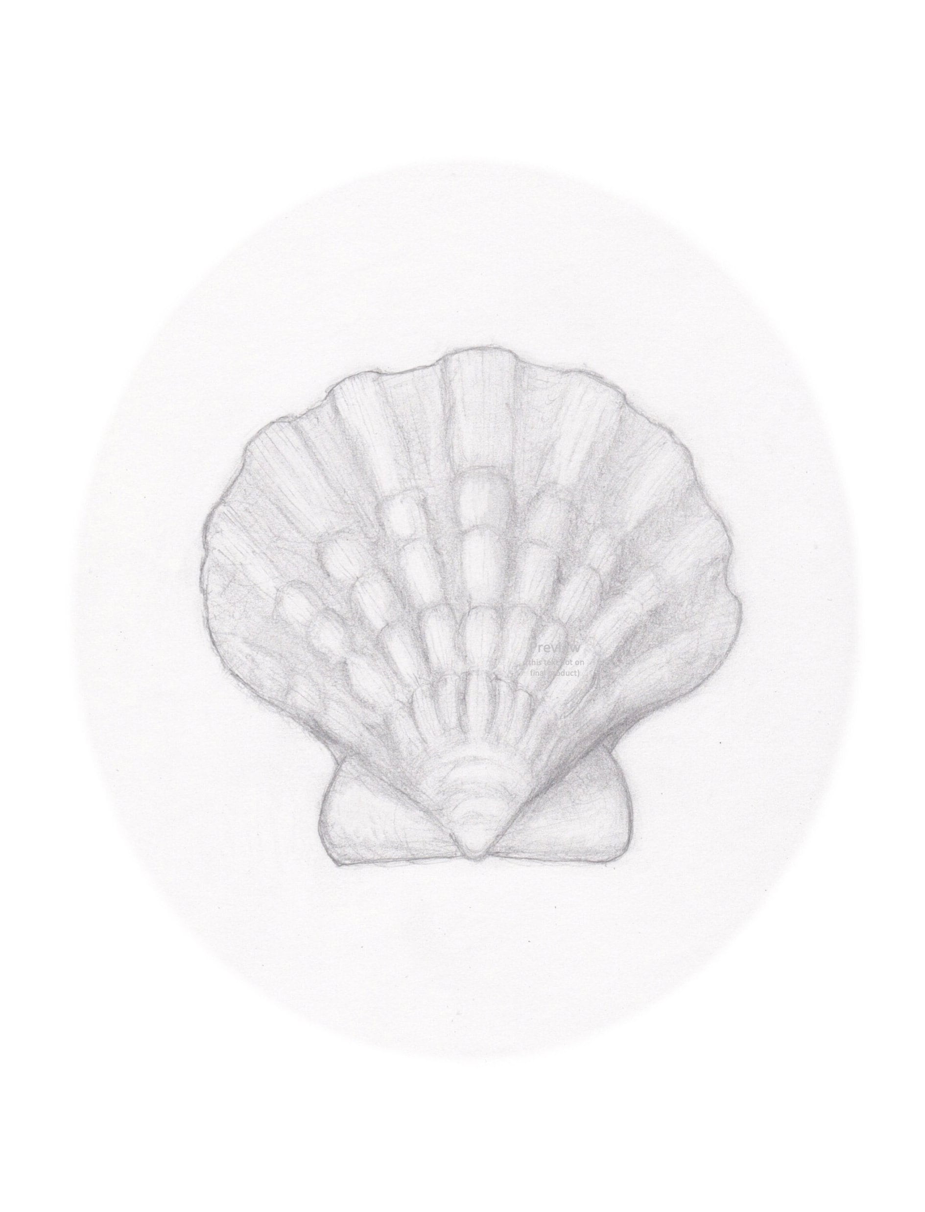 Clam Drawing