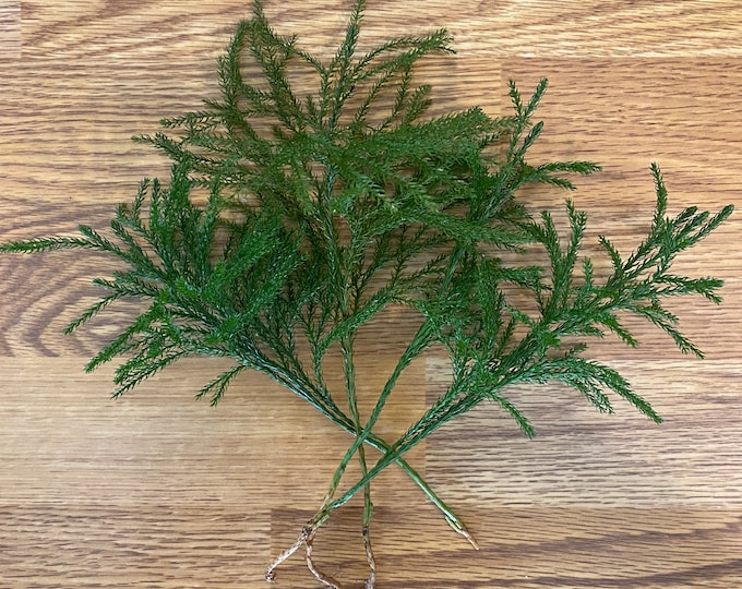 Princess Pine Clubmoss - Etsy