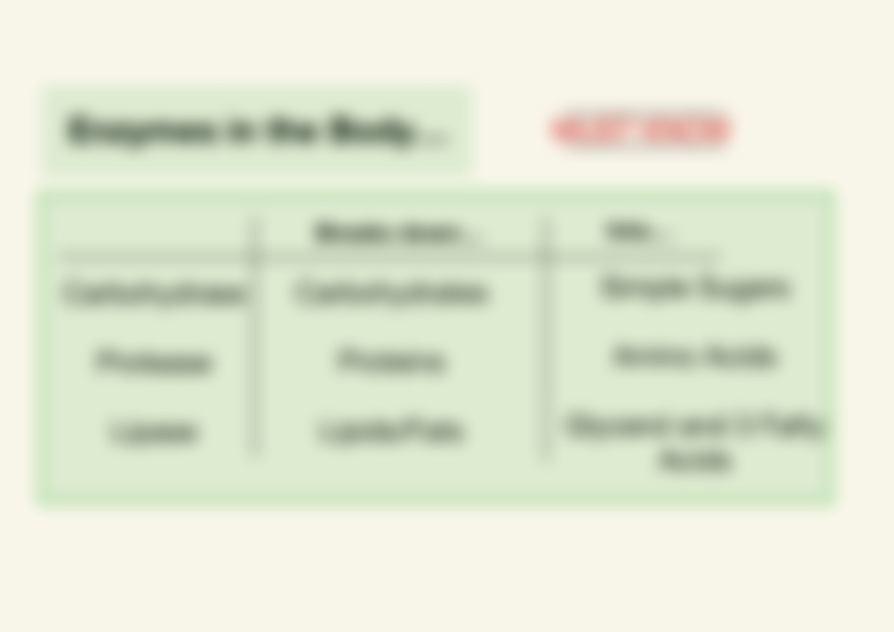 GCSE Biology Topic 2 Revision Notes Organisation - Etsy