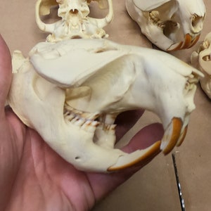 4 Beaver Skulls, Clean, Perfect Castor Canadensis 5 1/4 Inches Across ...