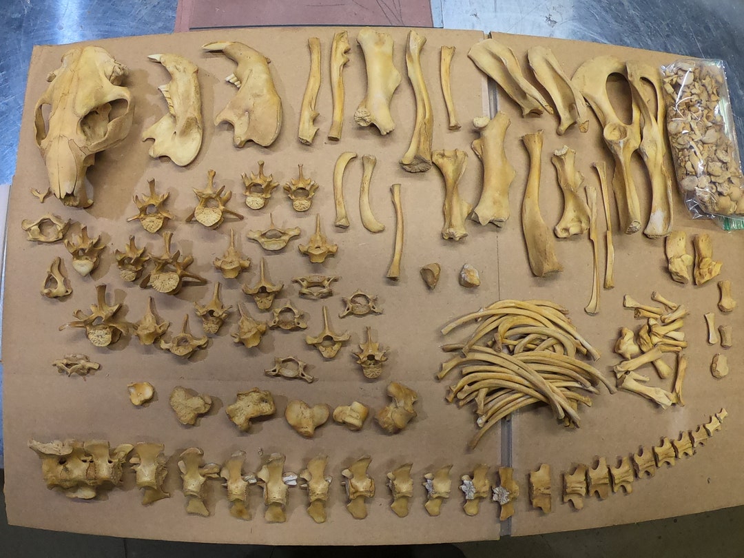 Beaver Skeleton Full Data Beautiful Specimen Complete Cleaned - Etsy