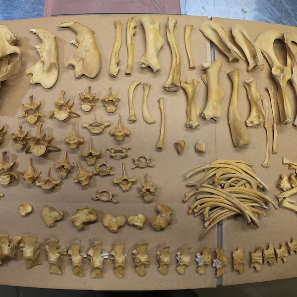 Beaver Skeleton - Etsy