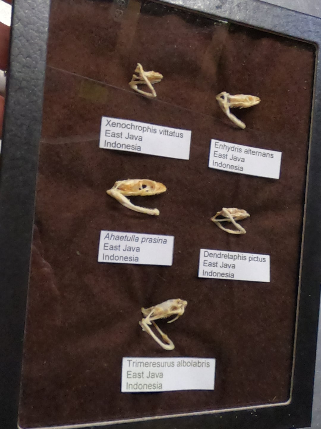 5 Snake Skulls and All A-1 Different Species Full Data 8X6 Riker Mount ...