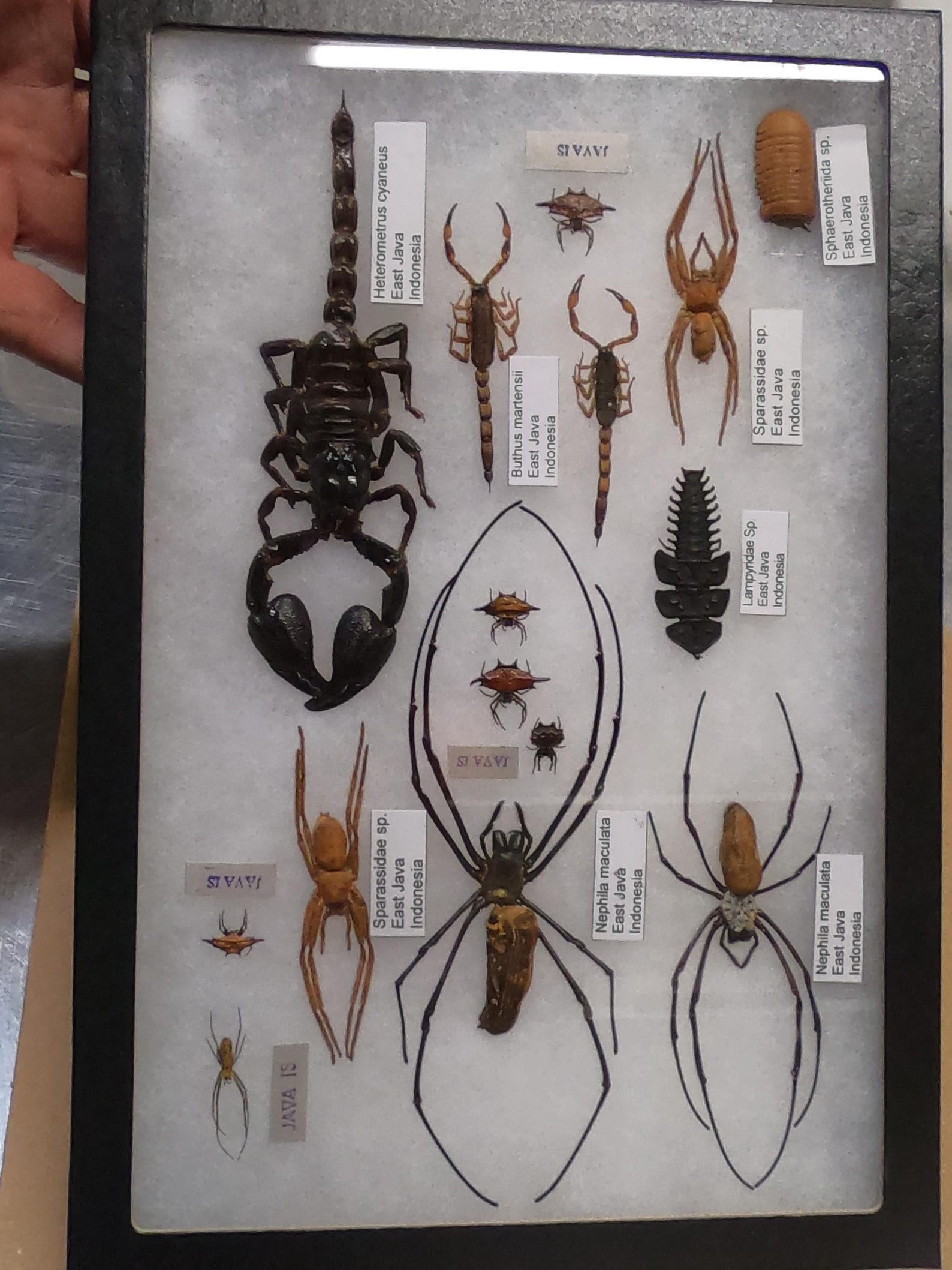 Spider Scorpion Collection All A-1 Different Species Full Data 8X12 ...