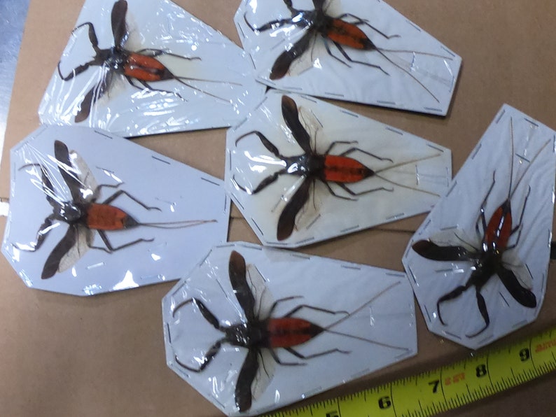 6 Insects Pre-mounted Full Data 4 1/2 Inches Across Nepa Rubra Water ...
