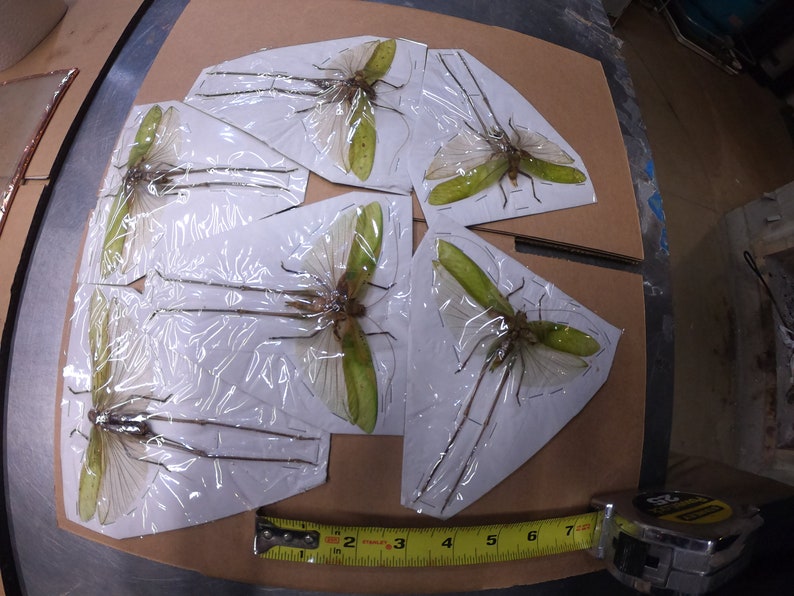 6 Insects Pre-mounted Full Data 5 1/4 Inches Across Mecopoda Elongata ...