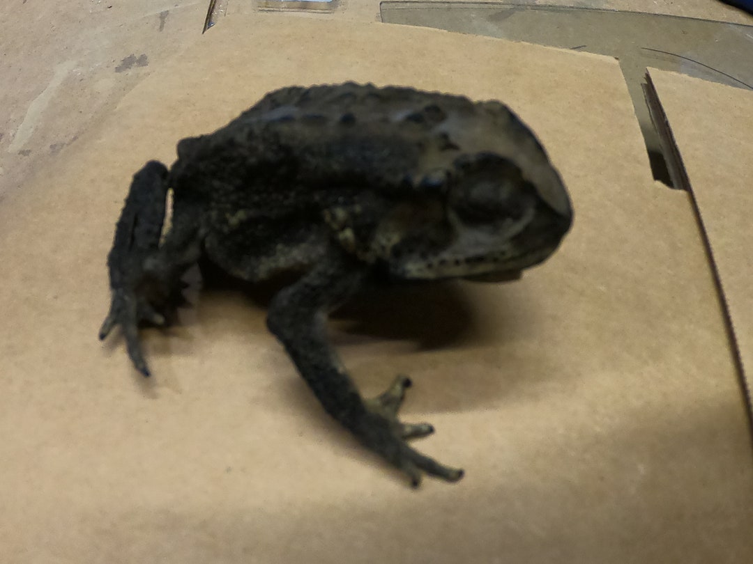 TOAD, Taxidermy Dried Perfect Specimen Full Collection Data Included - Etsy