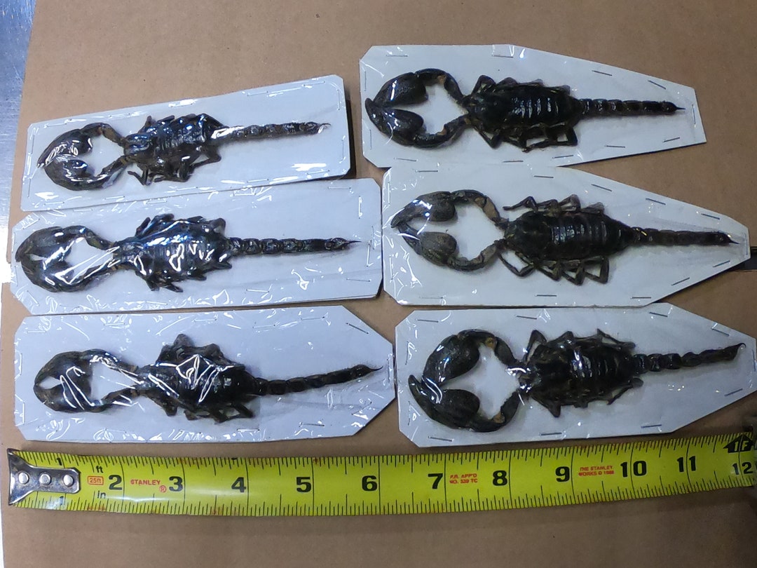 6 Giant Scorpions Pre-mounted Full Data 5 3/4 Inches Across ...