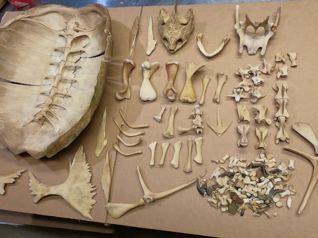Snapping Turtle Skeleton Full Data Beautiful Specimen Complete Cleaned With Natural Process - Etsy