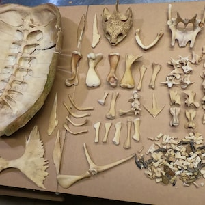 Snapping Turtle Skeleton Full Data Beautiful Specimen Complete Cleaned ...