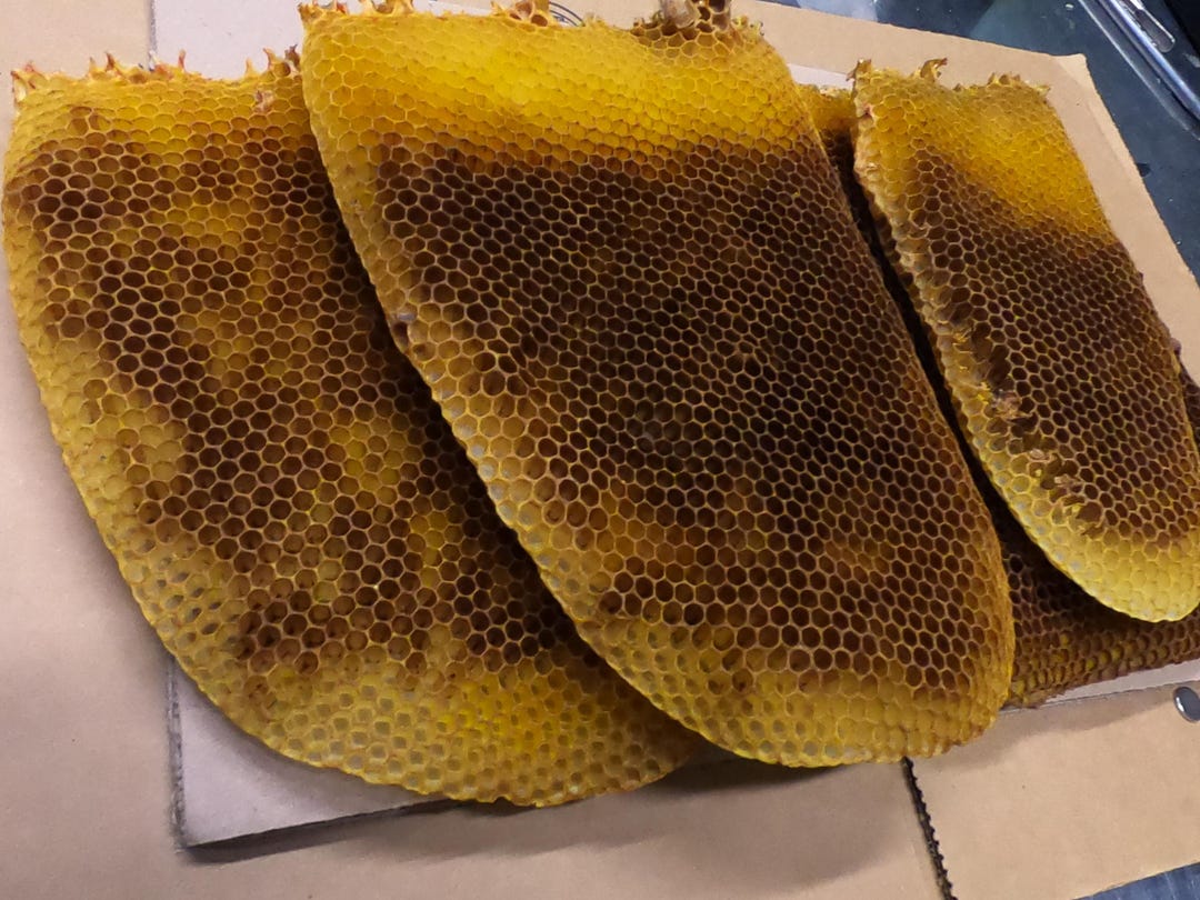 Large Wild Honey Comb Nest Beautiful Specimen Bee's Wax 15 In. X 10 In ...
