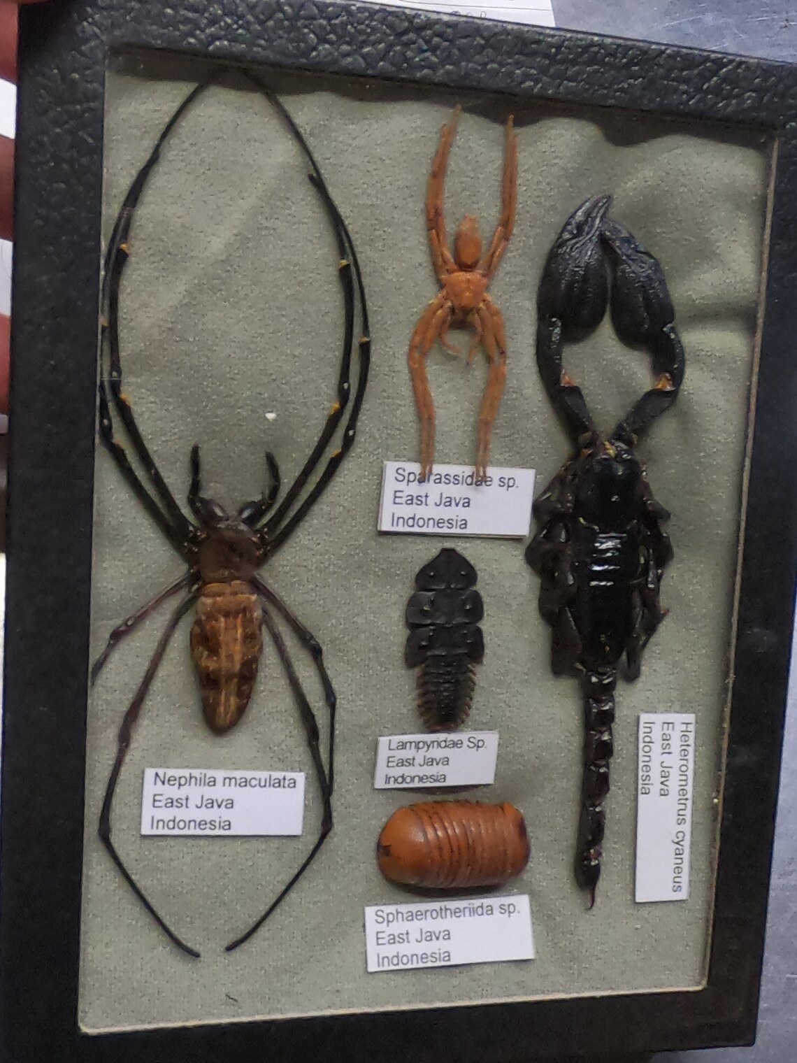 5 Spiders Scorpions Etc. Mounted Full Data Riker Measures 6 - Etsy