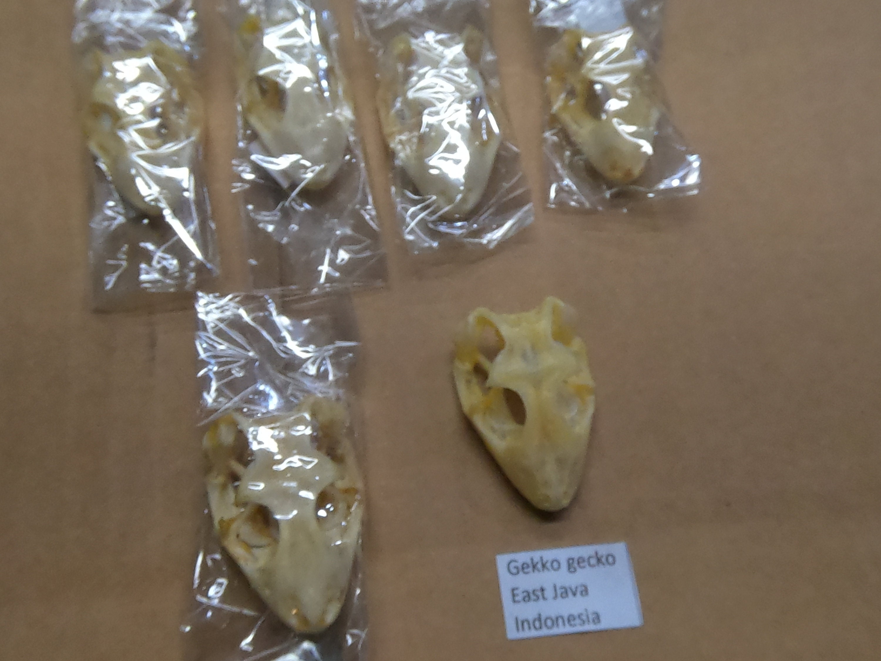 6 Lizard Skulls, All A-1 Gekko Gecko Species Full Data Just Under 1 3/4 ...