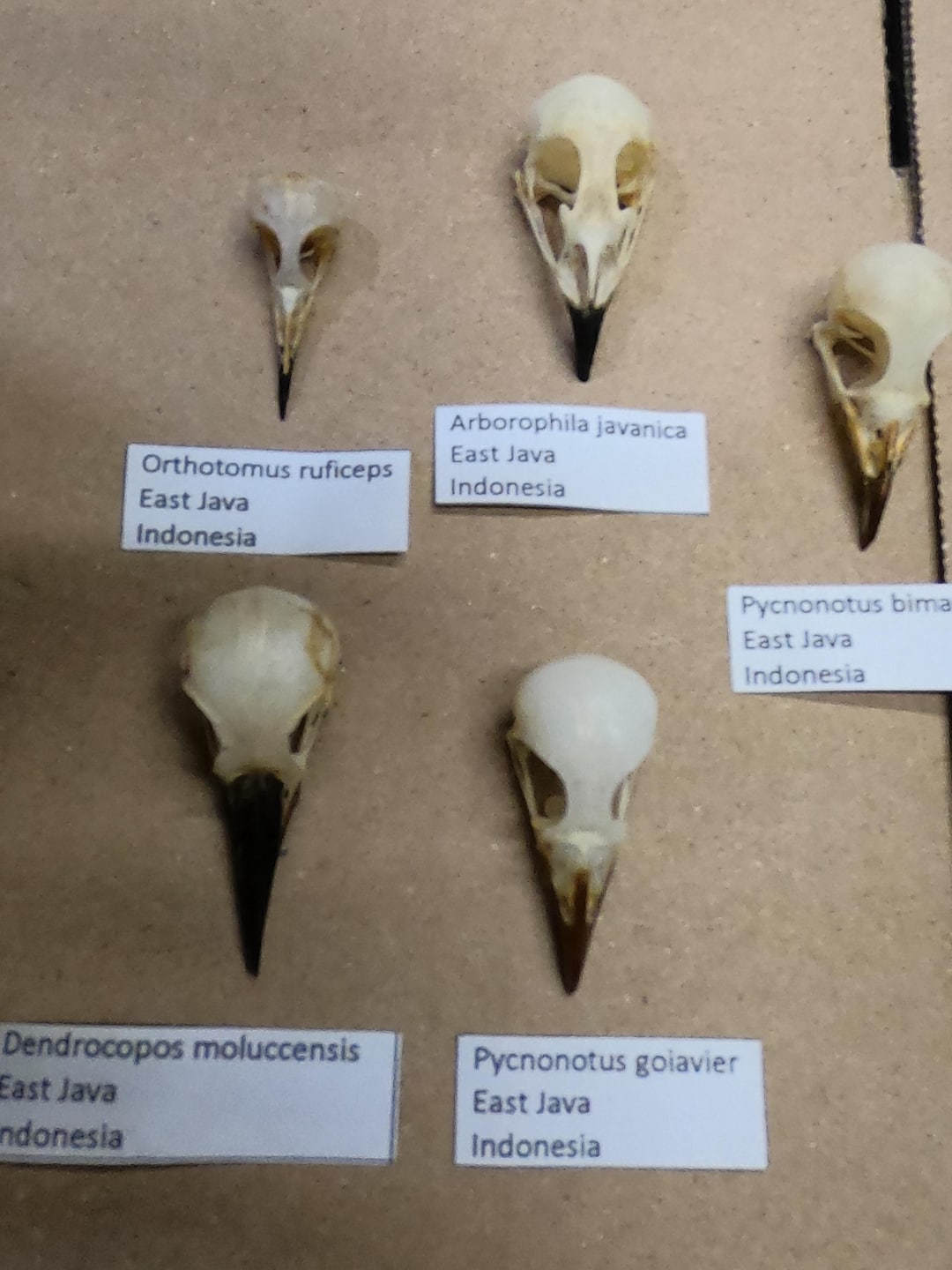 5 Bird Skulls, All A-1 Different Species Full Data - Etsy