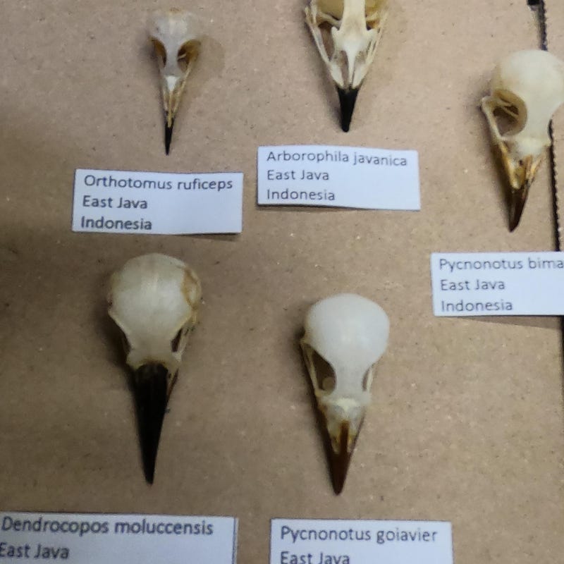 Bird Skull - Etsy