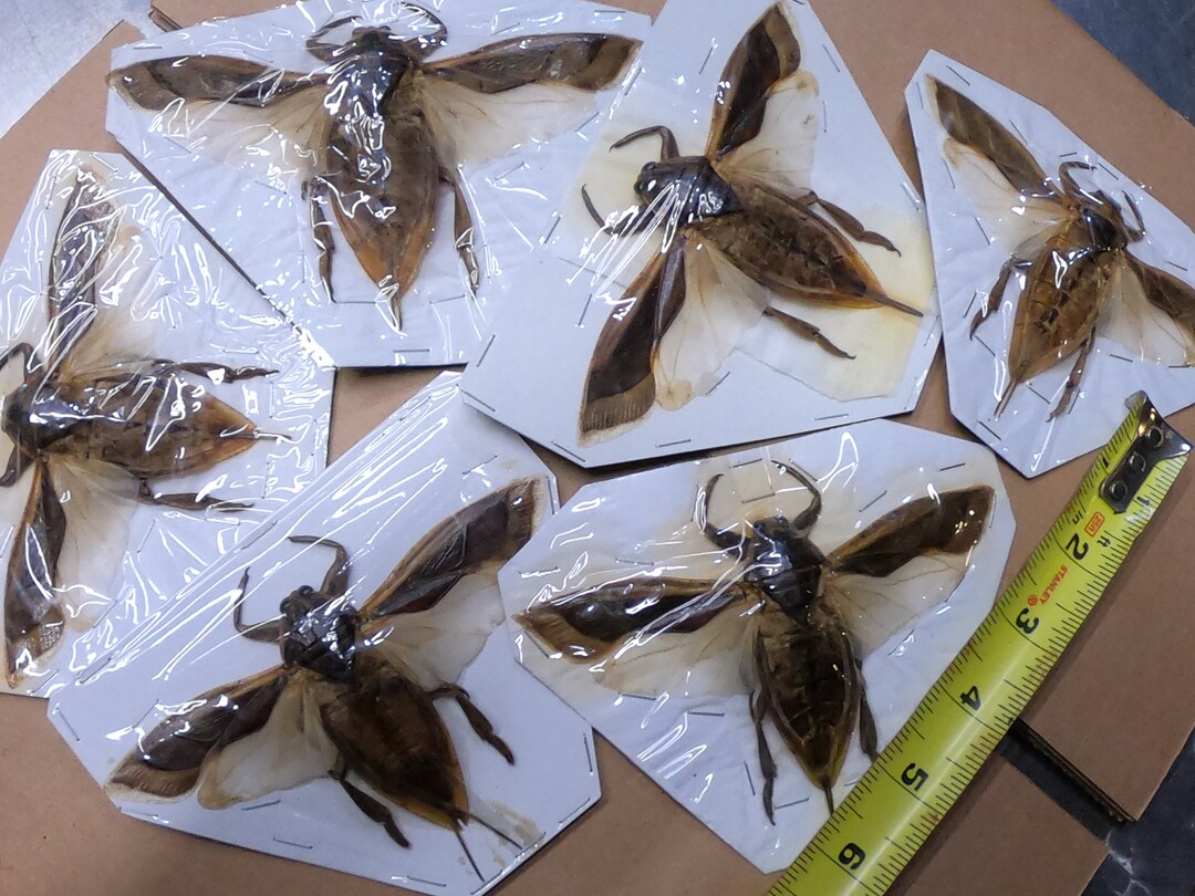 6 Insects Pre-mounted Full Data 5 3/4 Inches Across Lethocerus Indicus ...