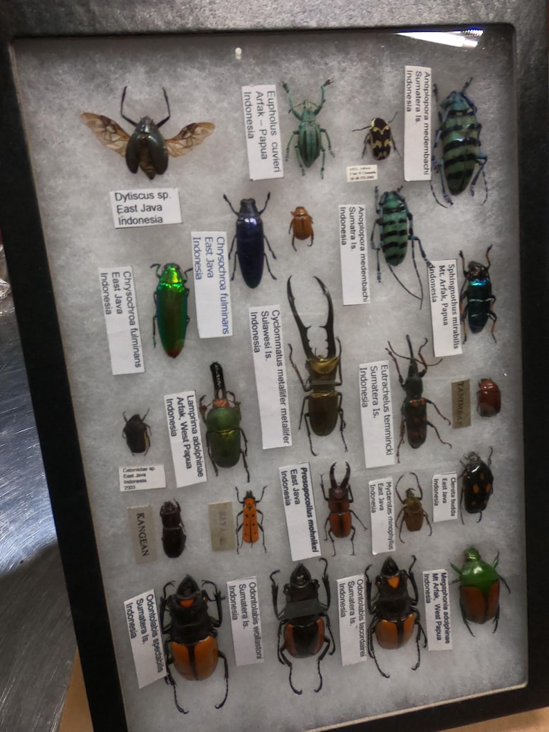 23 Insects Beetles Pre-mounted Full Data Largest is 3 Inches Beautiful ...