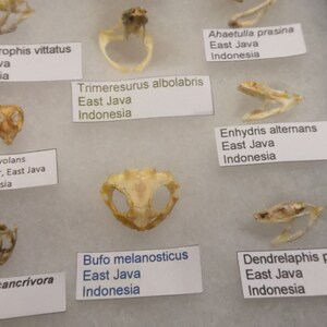 11 Reptile Skulls, Snakes Frog Toad All A-1 Different Species Full Data ...