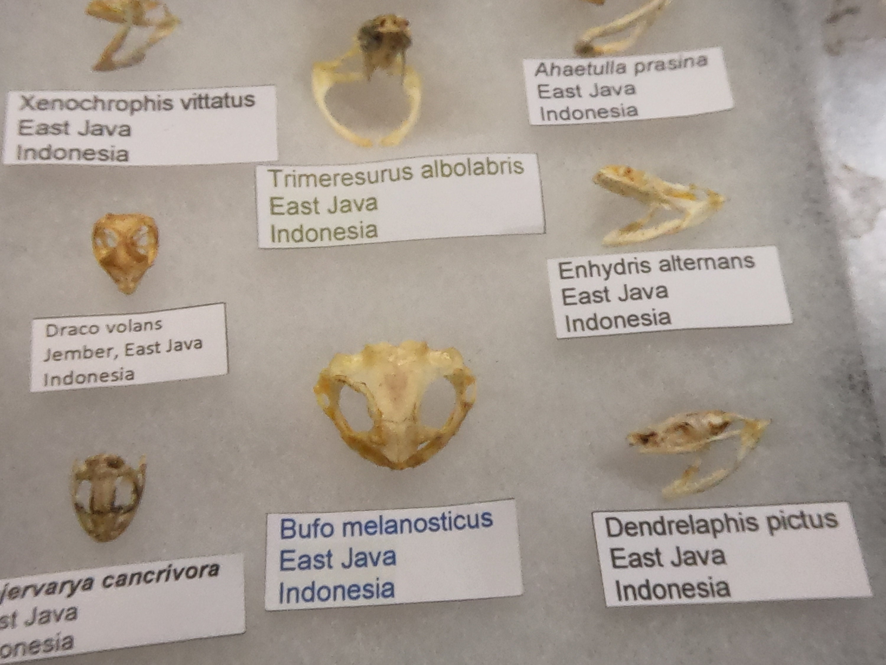 11 Reptile Skulls, Snakes Frog Toad All A-1 Different Species Full Data ...