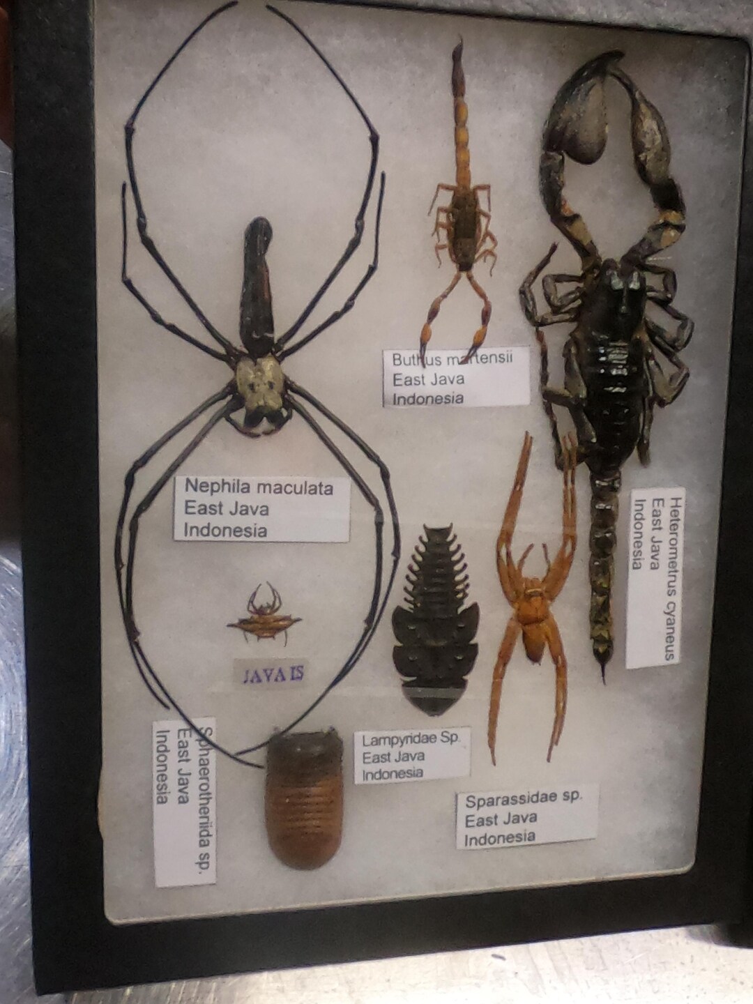 Spider Scorpion Collection All A-1 Different Species Full Data 6X8 ...