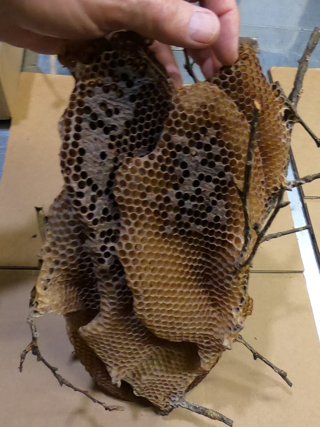 Wild Honey Bee Nest. Beautiful Natural Form 13 Inches by 8 Inches - Etsy