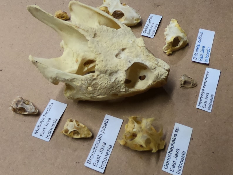 8 Lizard/ Turtle Skulls, All A-1 Different Species Full Data A-1 ...