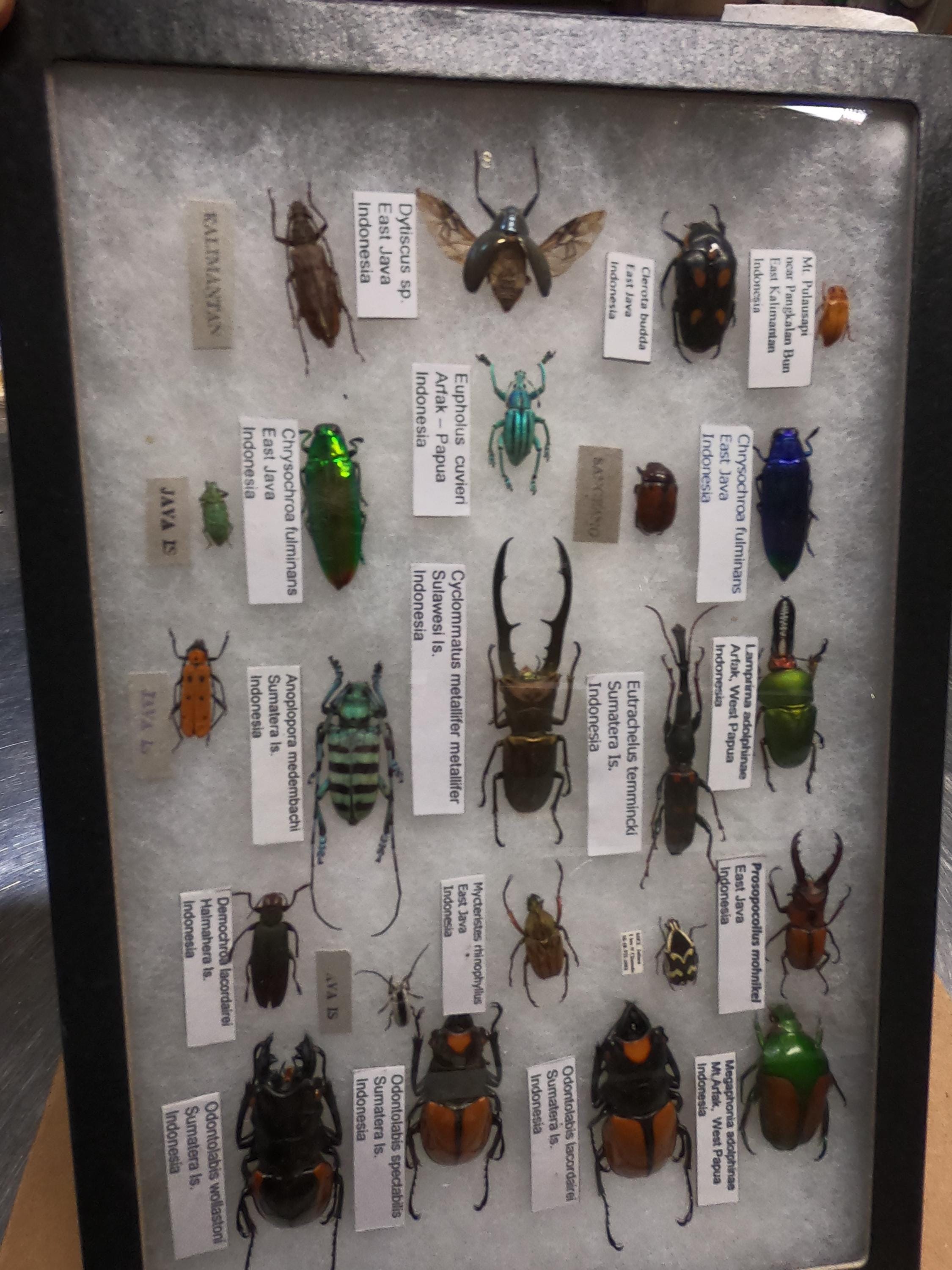 23 Insects Beetles Pre-mounted Full Data Largest is 3 Inches Beautiful ...