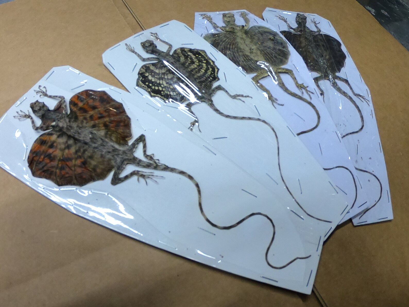 4 Reptiles Dried Perfect Specimens Draco Volans Male Female, Flying ...