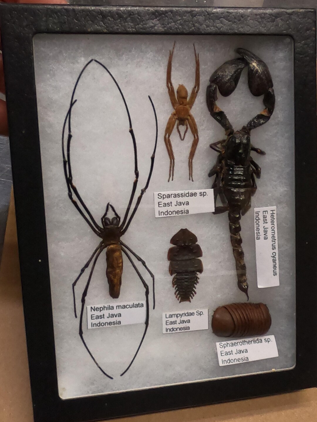 Spider Scorpion Collection All A-1 Different Species Full Data 6X8 ...