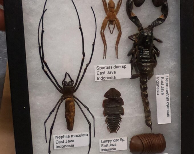 Spider Scorpion Collection All A-1 Different Species Full Data 6X8 ...