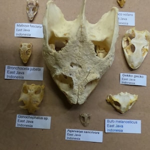 8 Lizard/ Turtle Skulls, All A-1 Different Species Full Data A-1 ...