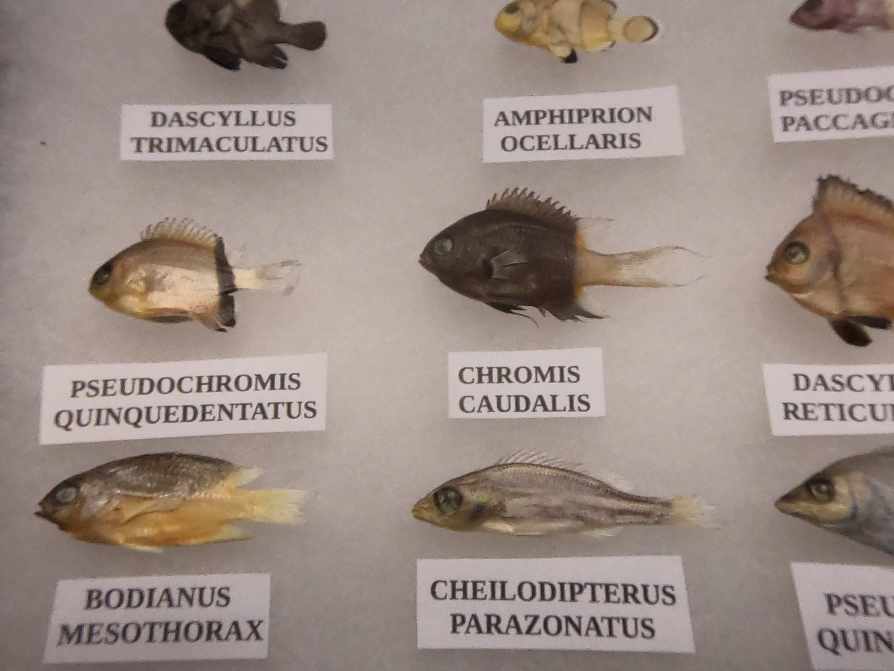 9 Tropical Fish Mounted Full Data Riker Measures 6 Inches by 8 Inches ...