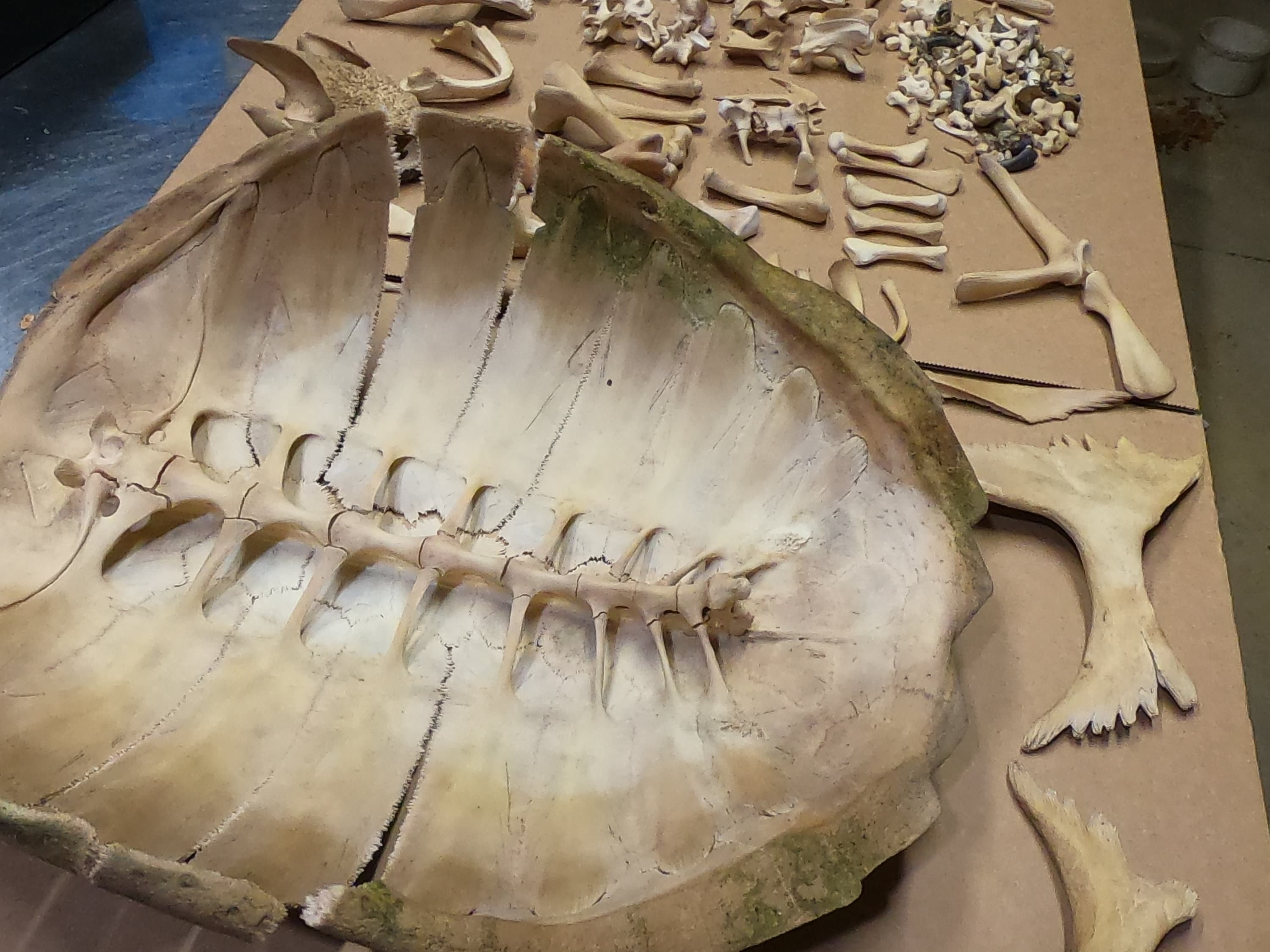 Snapping Turtle Skeleton Full Data Beautiful Specimen Complete Cleaned ...