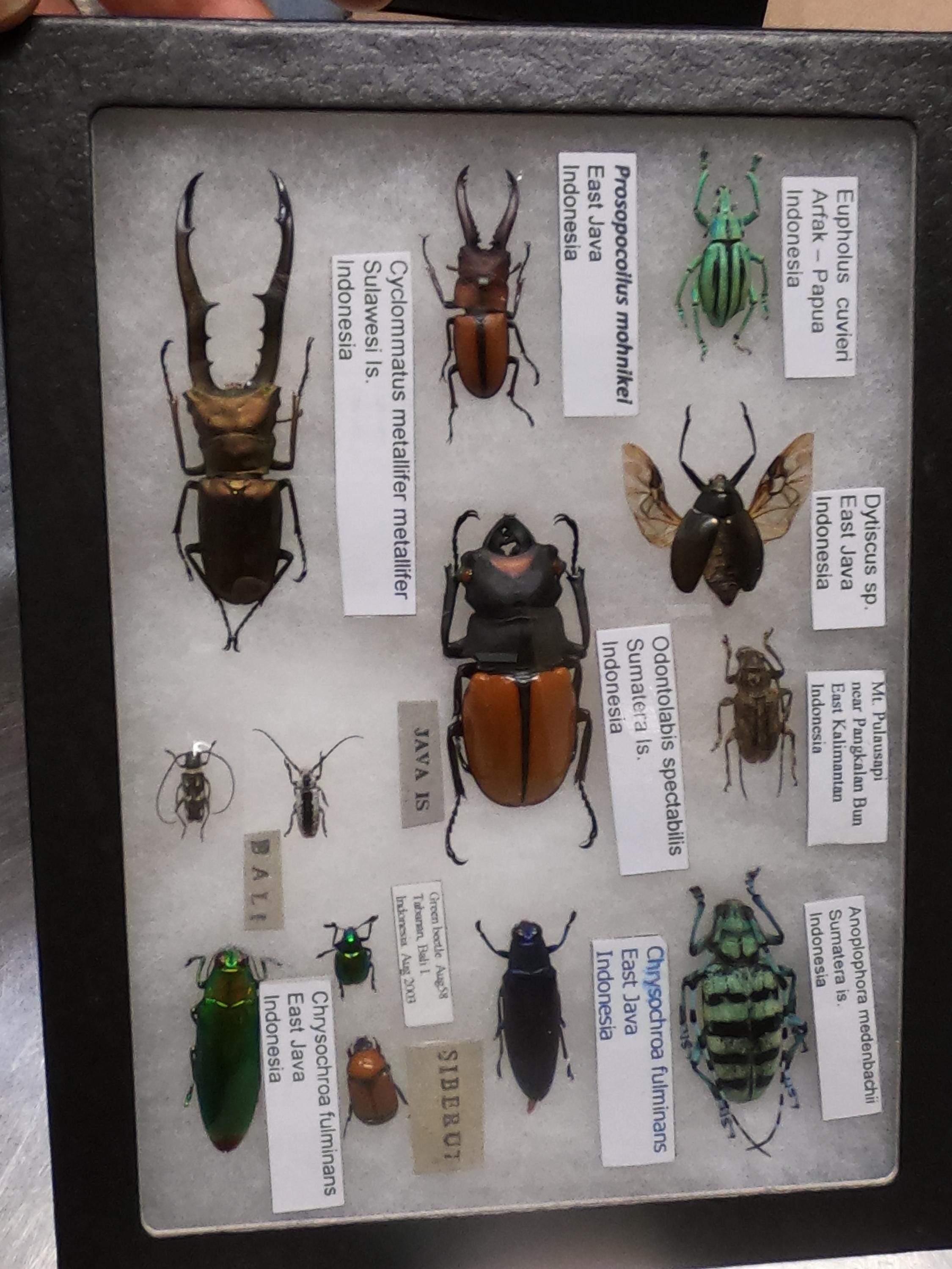 13 Insects Beetles Pre-mounted Full Data Largest is 3 Inches Beautiful ...