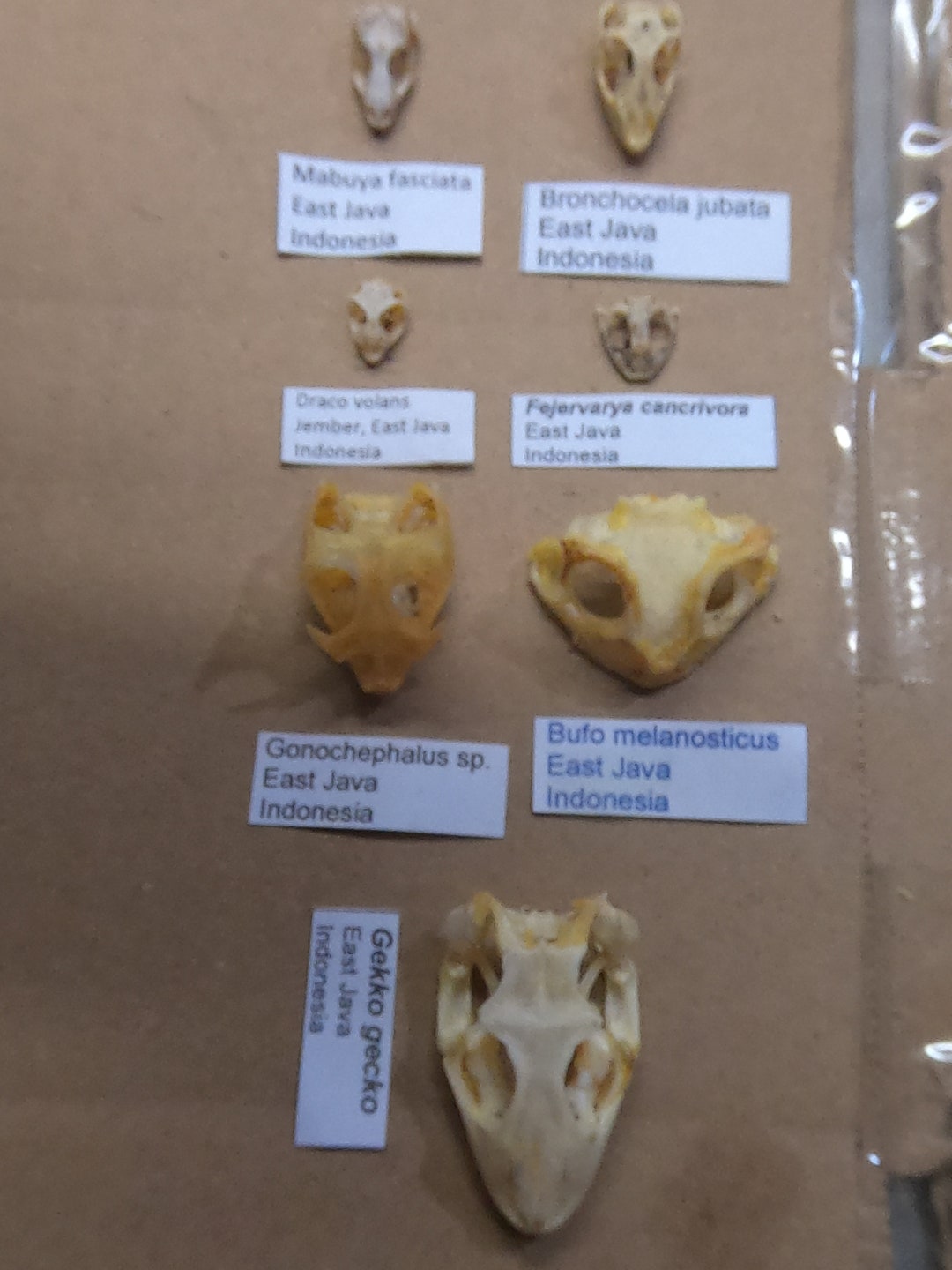 7 Lizard Skulls, All A-1 Different Species Full Data A-1 Perfect - Etsy