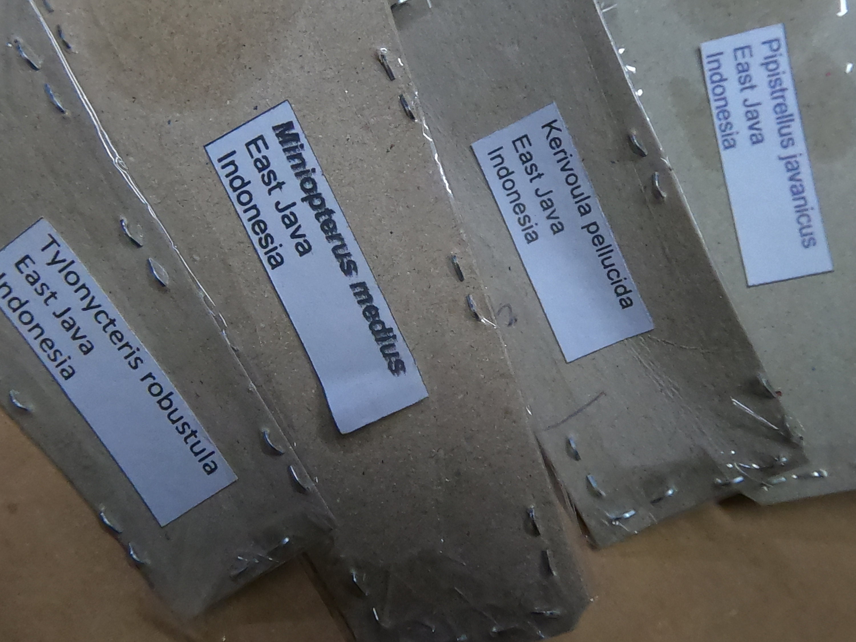 4 Perfect Bat Specimens Full Data Dried Preserved U.S.A. Shipped - Etsy
